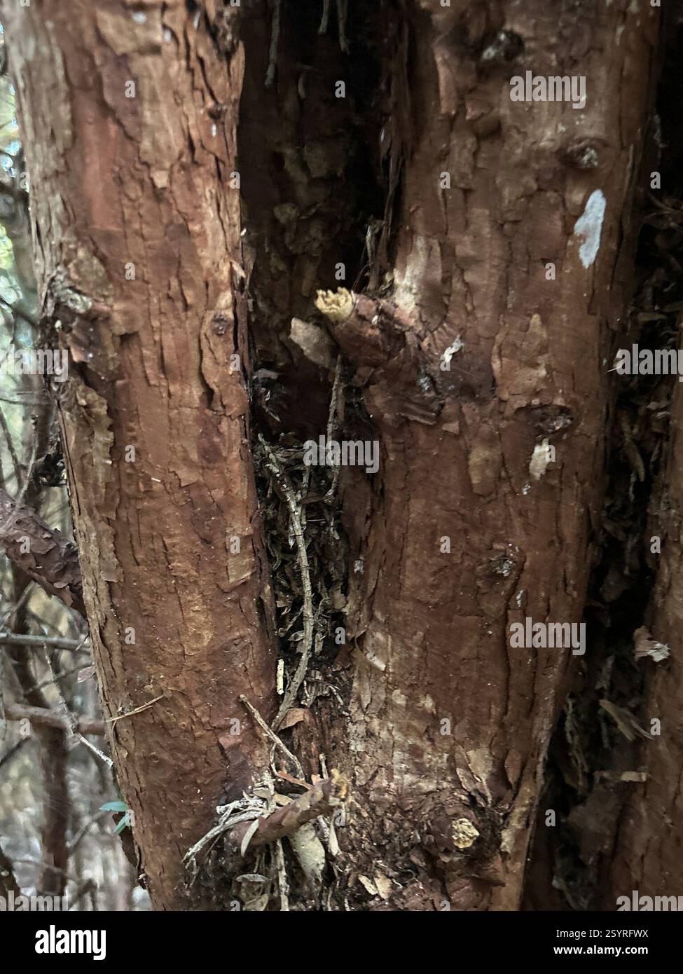Tōtara (Podocarpus totara), Plantae, Kennedys Bush Reserve ...