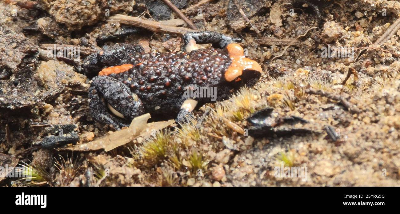 Red-crowned Toadlet (Pseudophryne australis), Amphibia, New South Wales ...