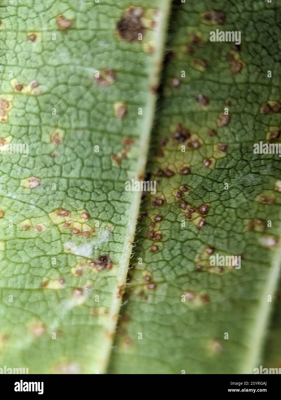 Mites and Ticks (Acari), Arachnida, Ithaca, NY, USA, A likely case of ...