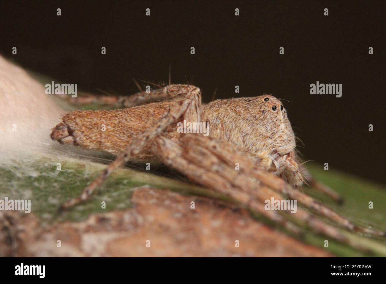 Grass lynx spiders (Oxyopes), Arachnida, Emerald Hill, Harare, Zimbabwe ...