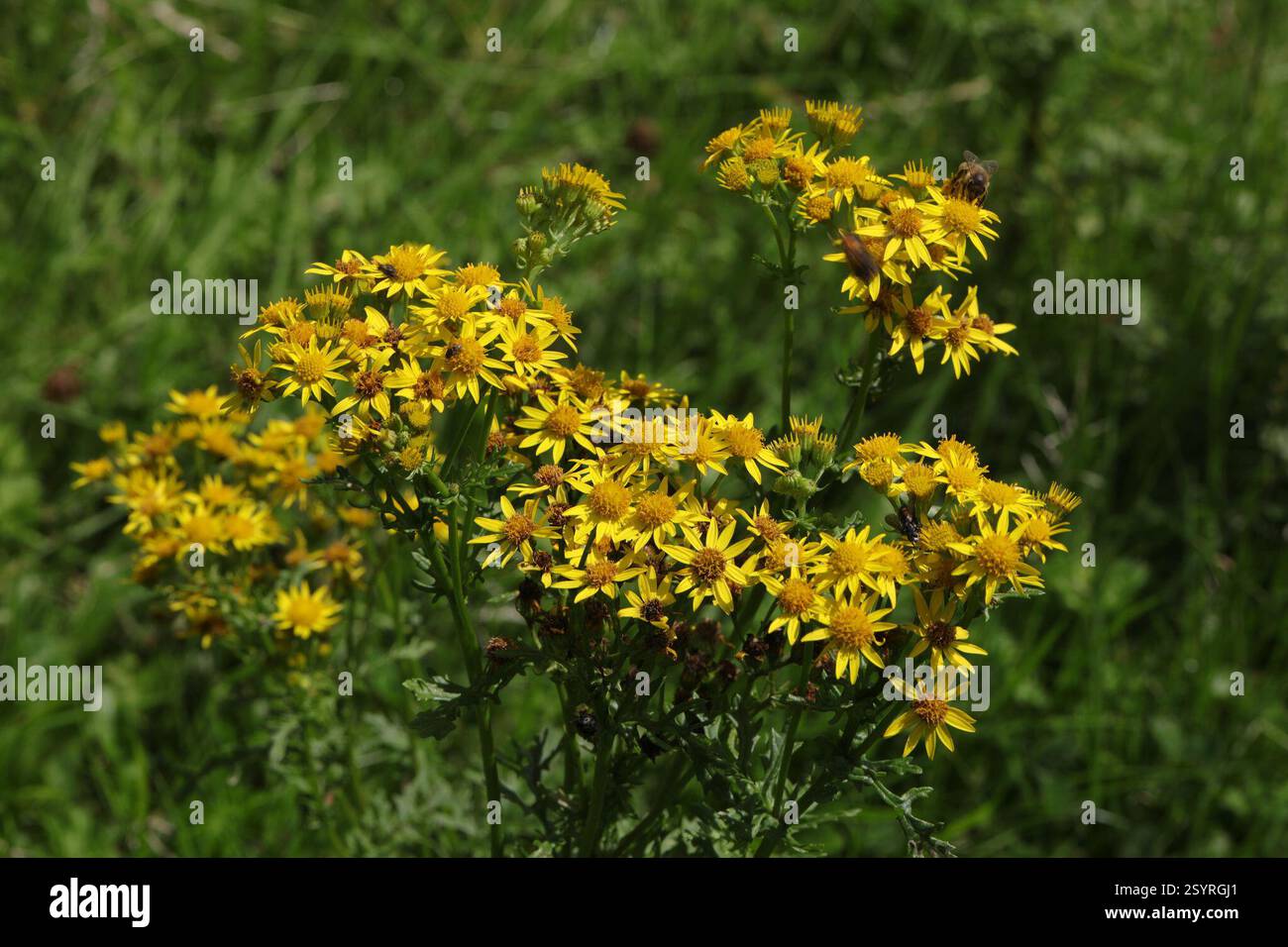 ragwort (Jacobaea vulgaris), Plantae, Sefton Park, Mossley Hill Drive ...