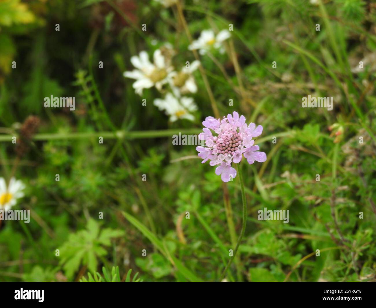 Shining Scabious (Scabiosa lucida), Plantae, Kufstein, Austria Stock ...