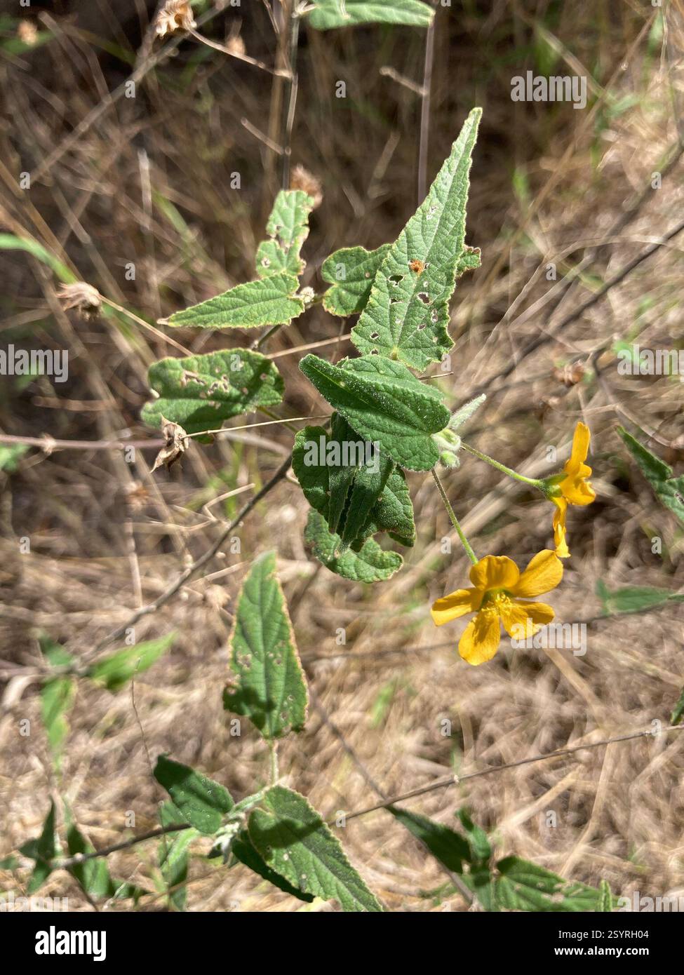 straggly lantern-bush (Abutilon oxycarpum), Plantae, Mount Murchison ...