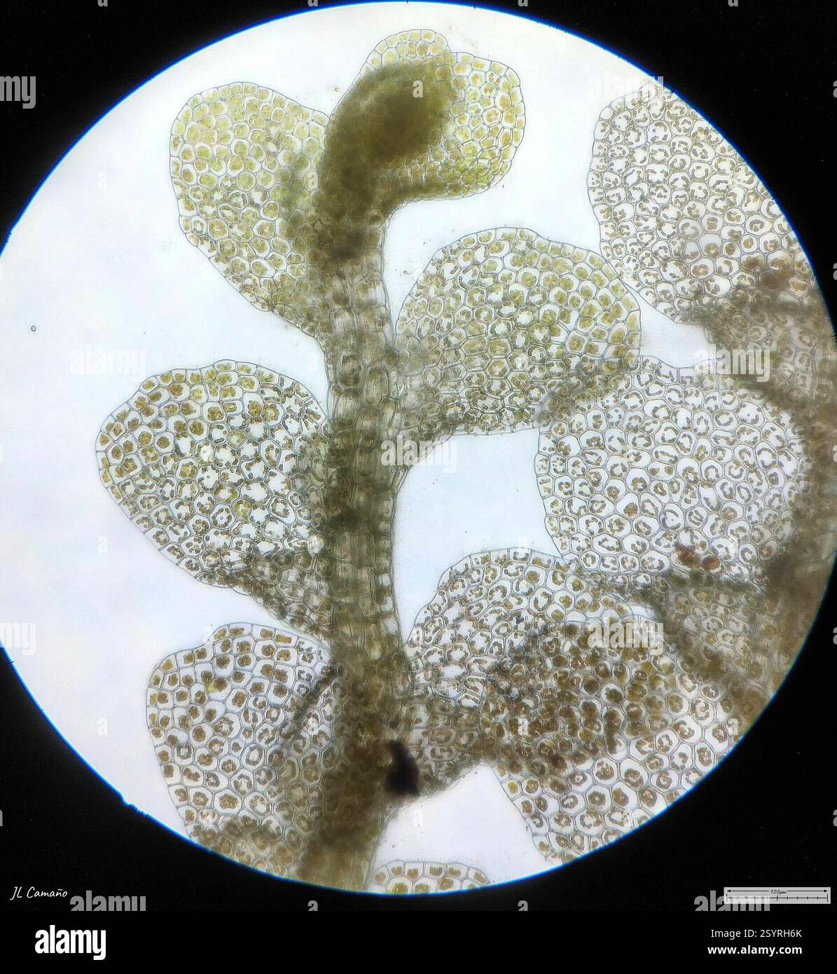 Lejeunea cavifolia hi-res stock photography and images - Alamy