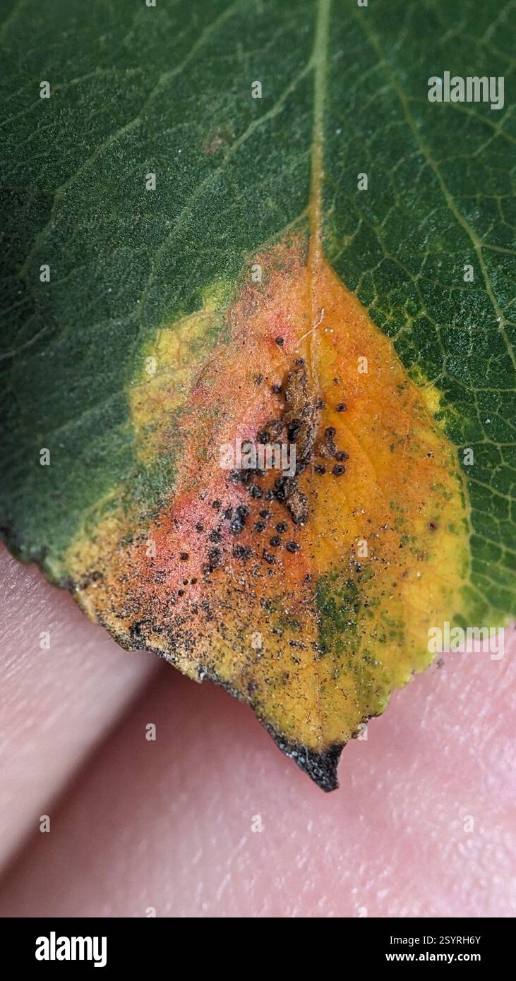 cedar rusts (Gymnosporangium), Fungi, Leytonstone, London, UK Stock ...