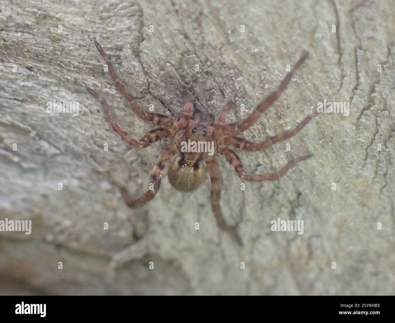 Common Fox Spider (Alopecosa pulverulenta), Arachnida, BR2, UK Stock ...