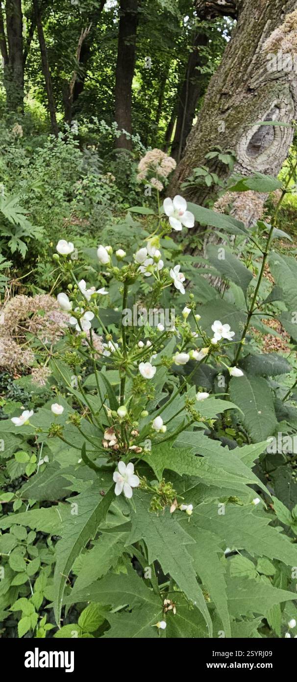 Glade Mallow (Napaea dioica), Plantae, Nunda Township, IL, USA Stock ...