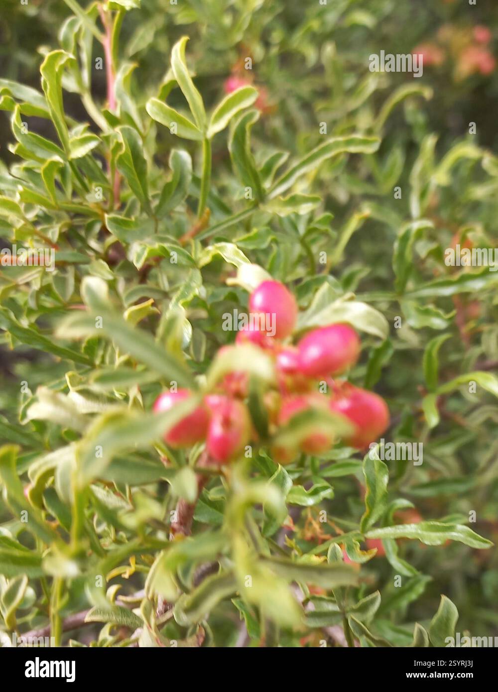 Namaqua Kuni Bush (Searsia undulata), Plantae, Garies, 8220, South ...