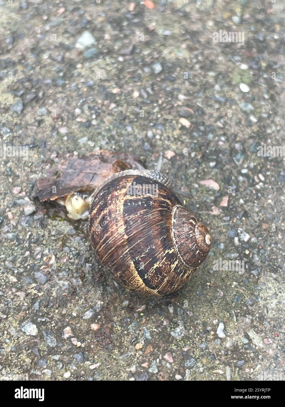 Garden Snail (Cornu aspersum), Mollusca, Mount Pleasant, Barnet ...