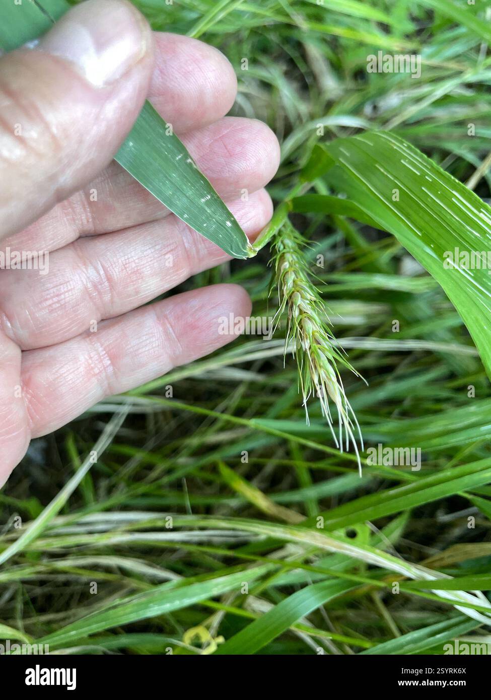 Wild Ryes and Wheatgrasses (Elymus), Plantae, Onondaga Lake Park ...