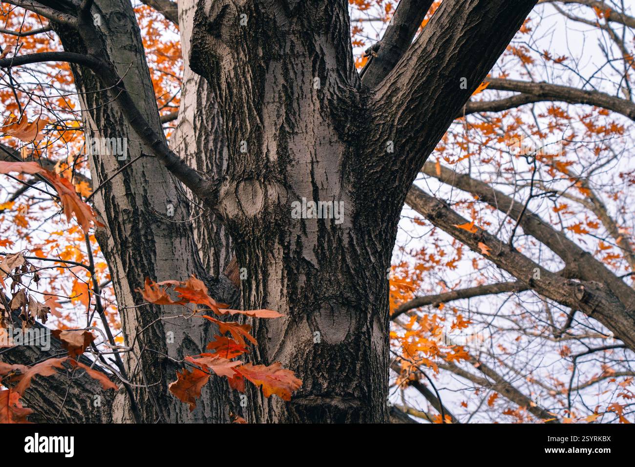 Tree with grumpy face Stock Photo - Alamy