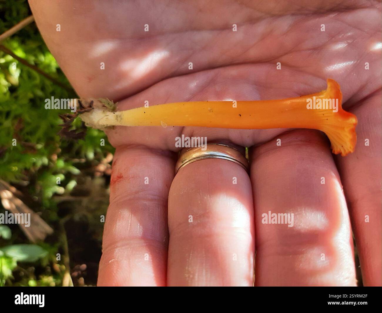 Cranberry Waxy Cap (Hygrocybe turunda), Fungi, Iowa, US, On sphagnum in ...
