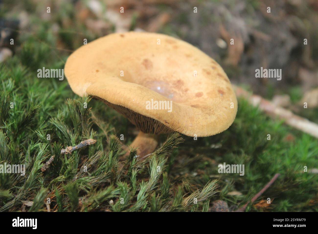 Brown Roll-Rim (Paxillus involutus), Fungi, Gassel, Netherlands Stock ...
