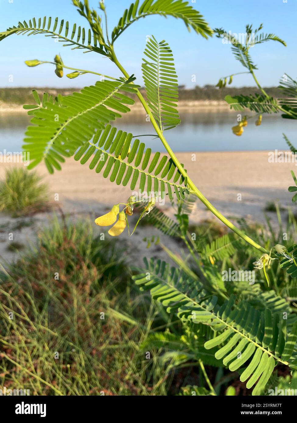bigpod sesbania (Sesbania herbacea), Plantae, Belton Lake, Killeen, TX ...