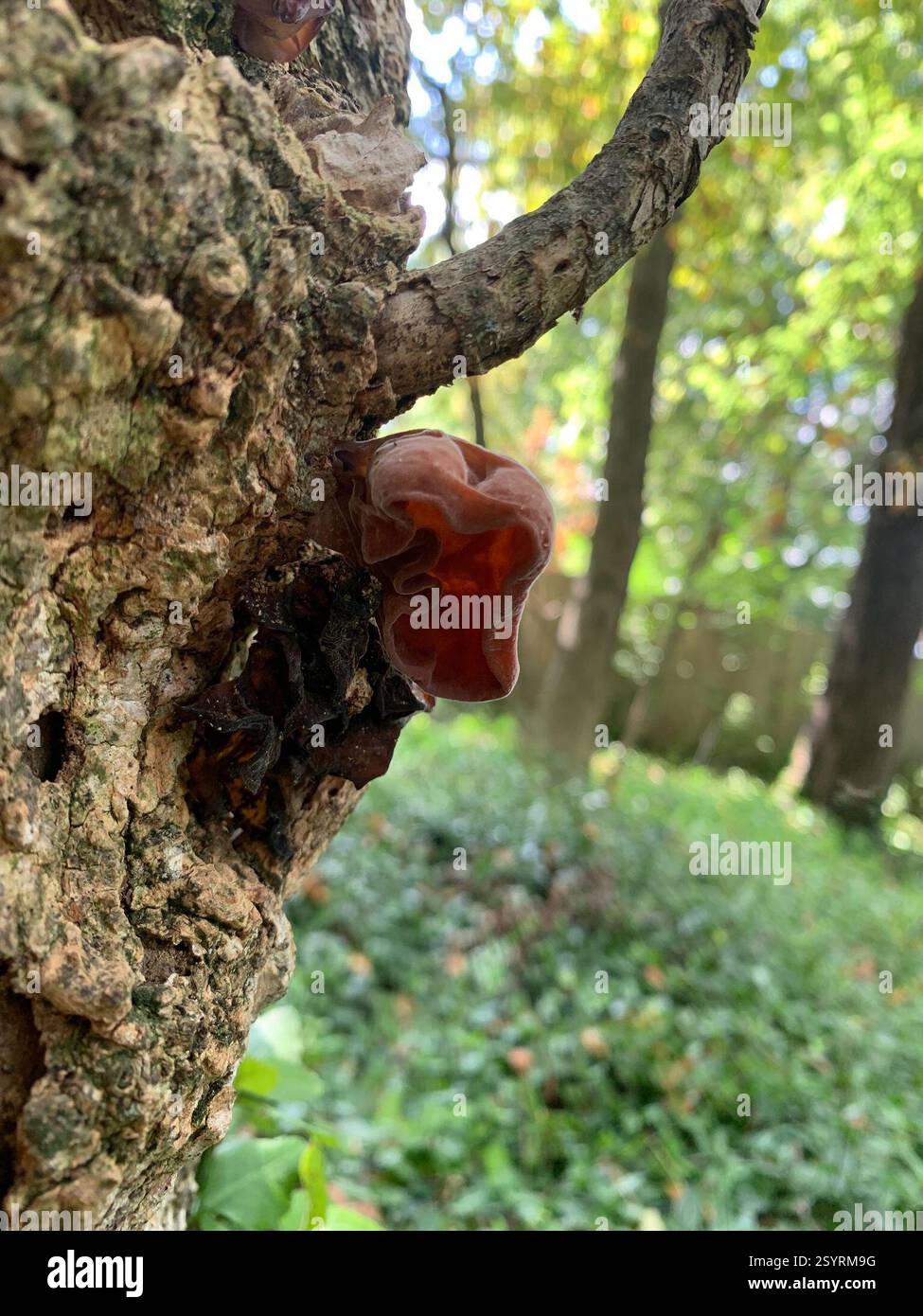 Jelly Tree Ear (Auricularia americana), Fungi, The Arboretum State ...