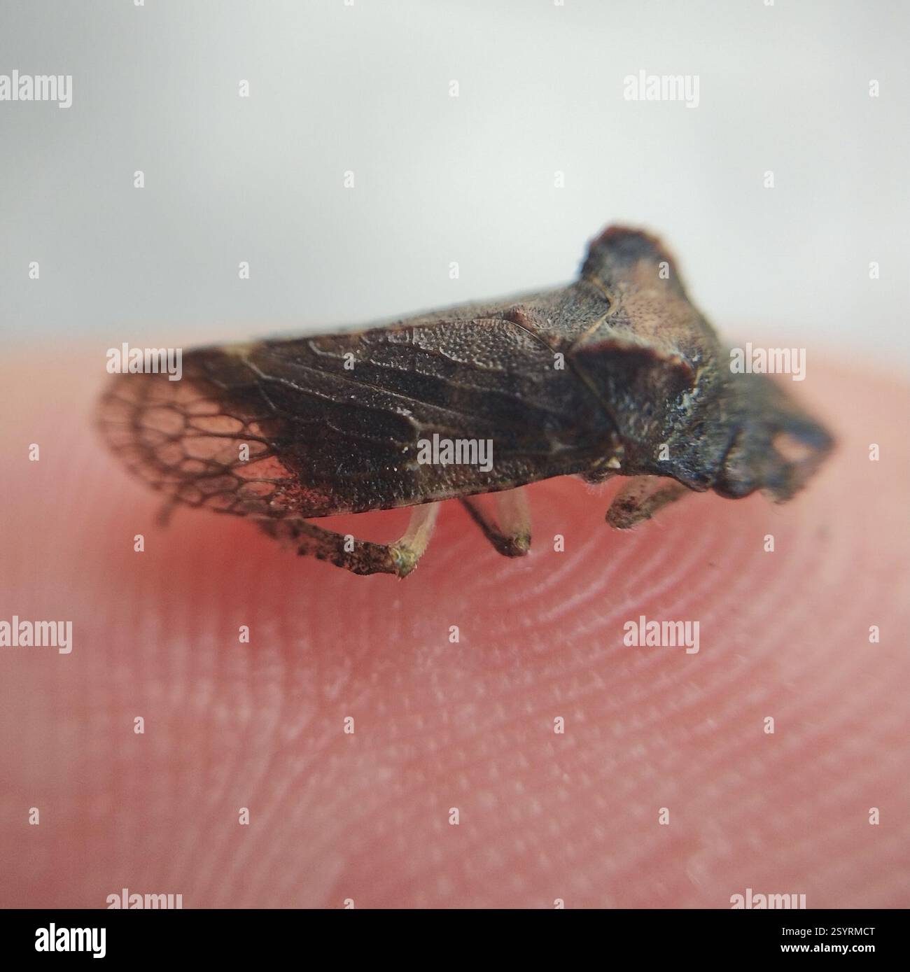 Horned Leafhopper (Ledra aurita), Insecta, Kosanin dol, Pancharevo ...