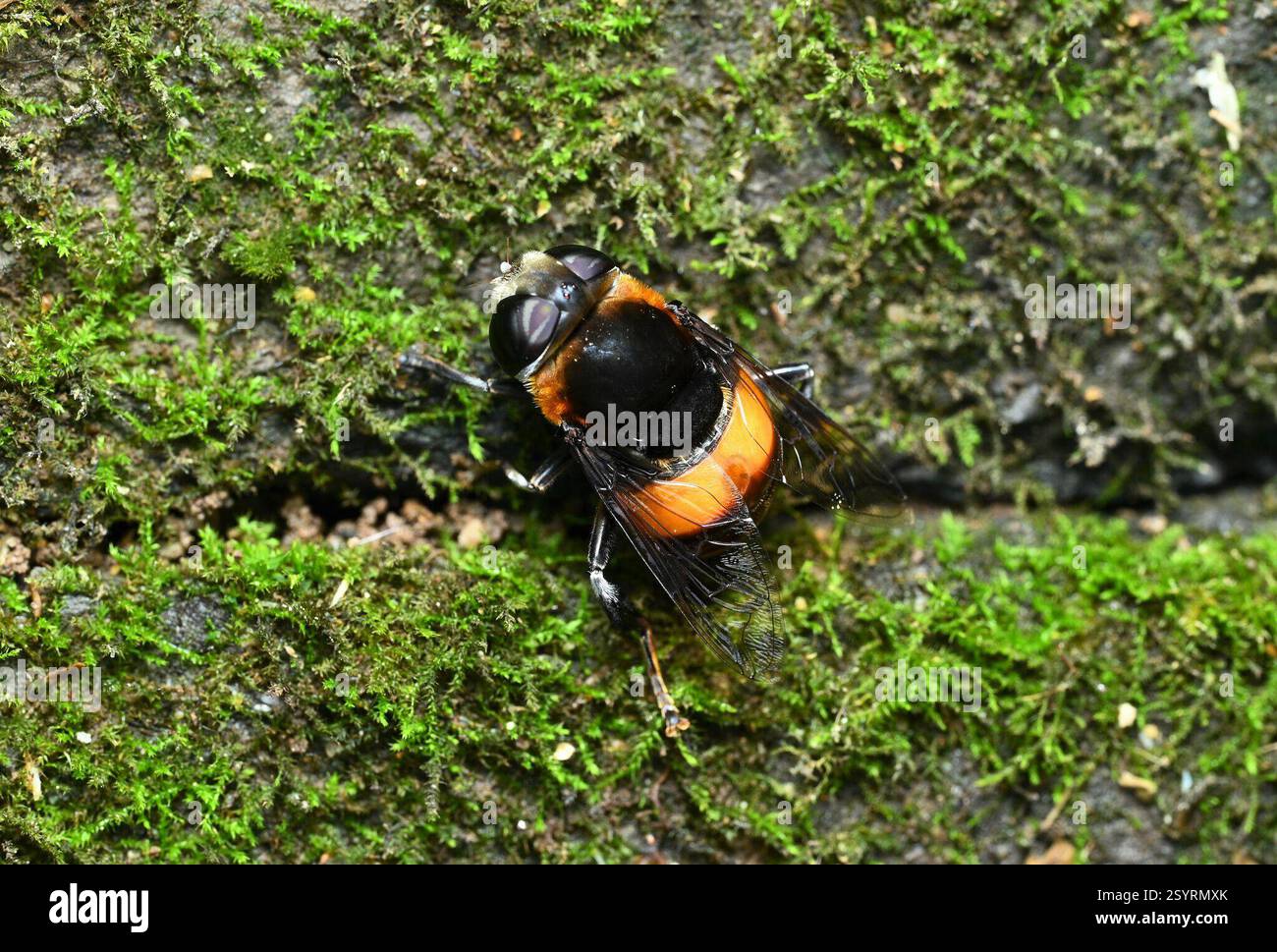 (Phytomia zonata), Insecta, 中国江西省上饶市婺源县 Stock Photo - Alamy