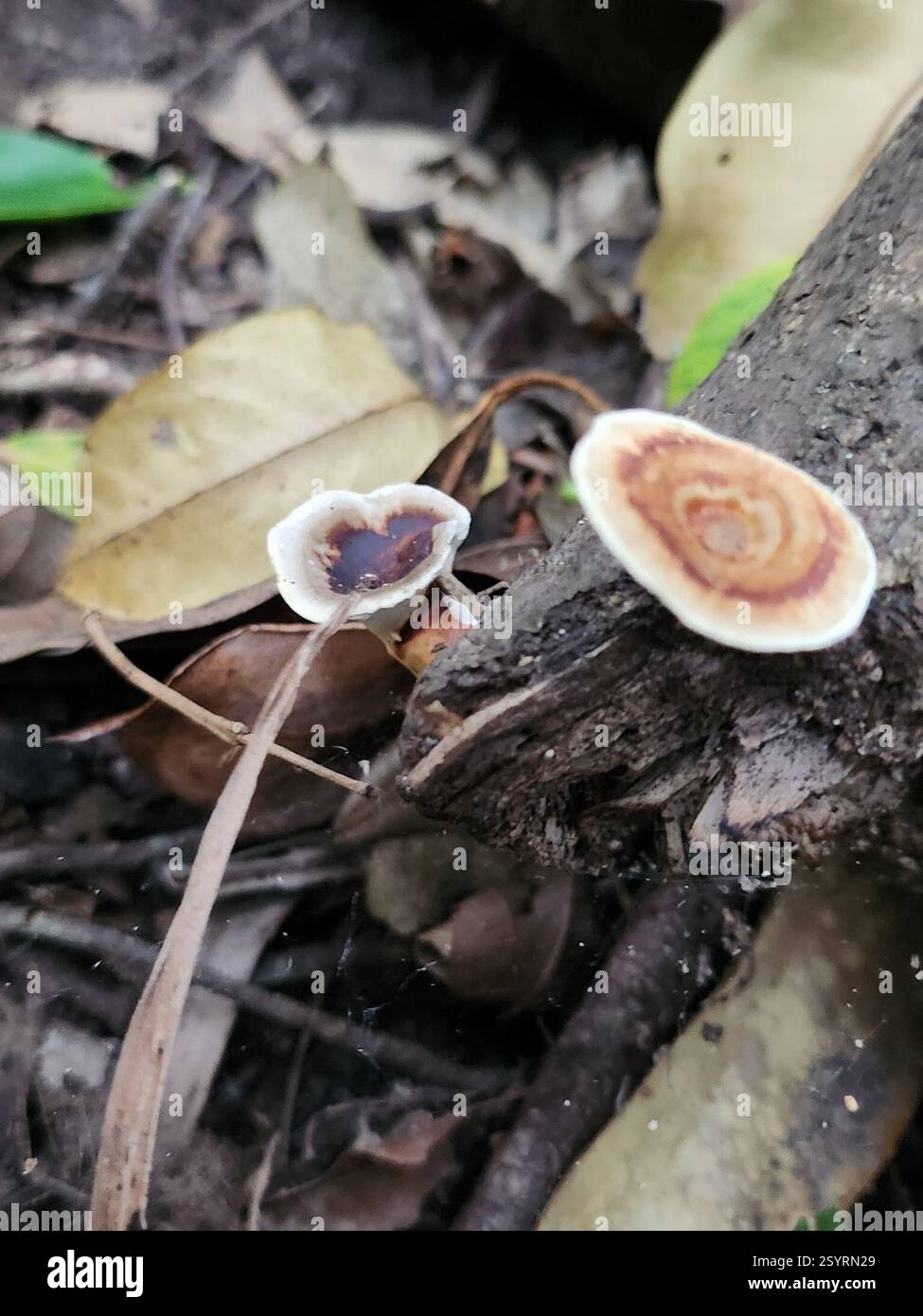 yellow stemmed micropore (Microporus xanthopus), Fungi, Kondalilla ...