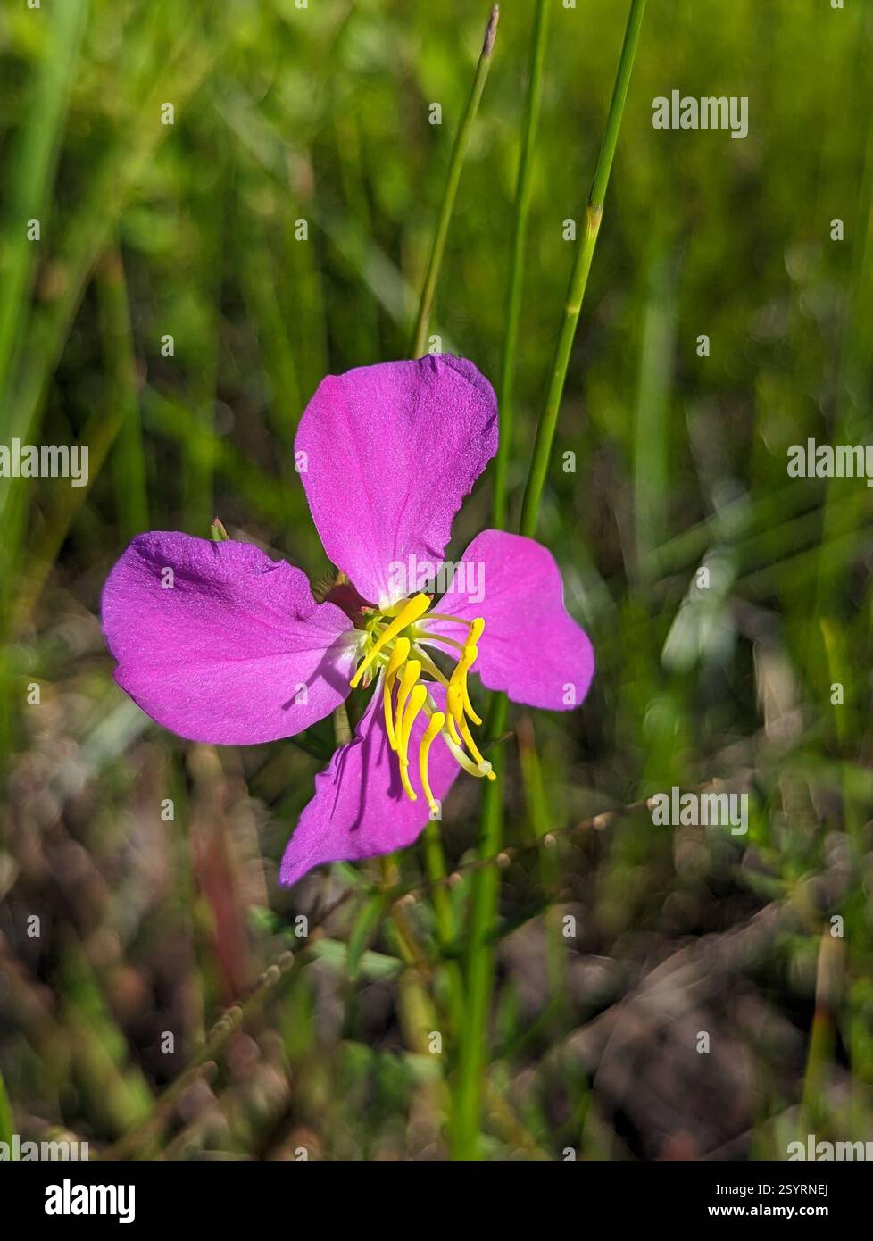 Meadowbeauties (Rhexia), Plantae, Yeehaw, FL 34972, USA Stock Photo - Alamy