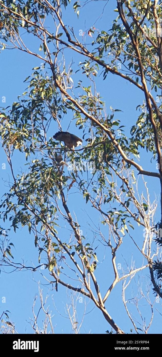 Pacific Baza (Aviceda subcristata), Aves, Elanora QLD 4221, Australia ...