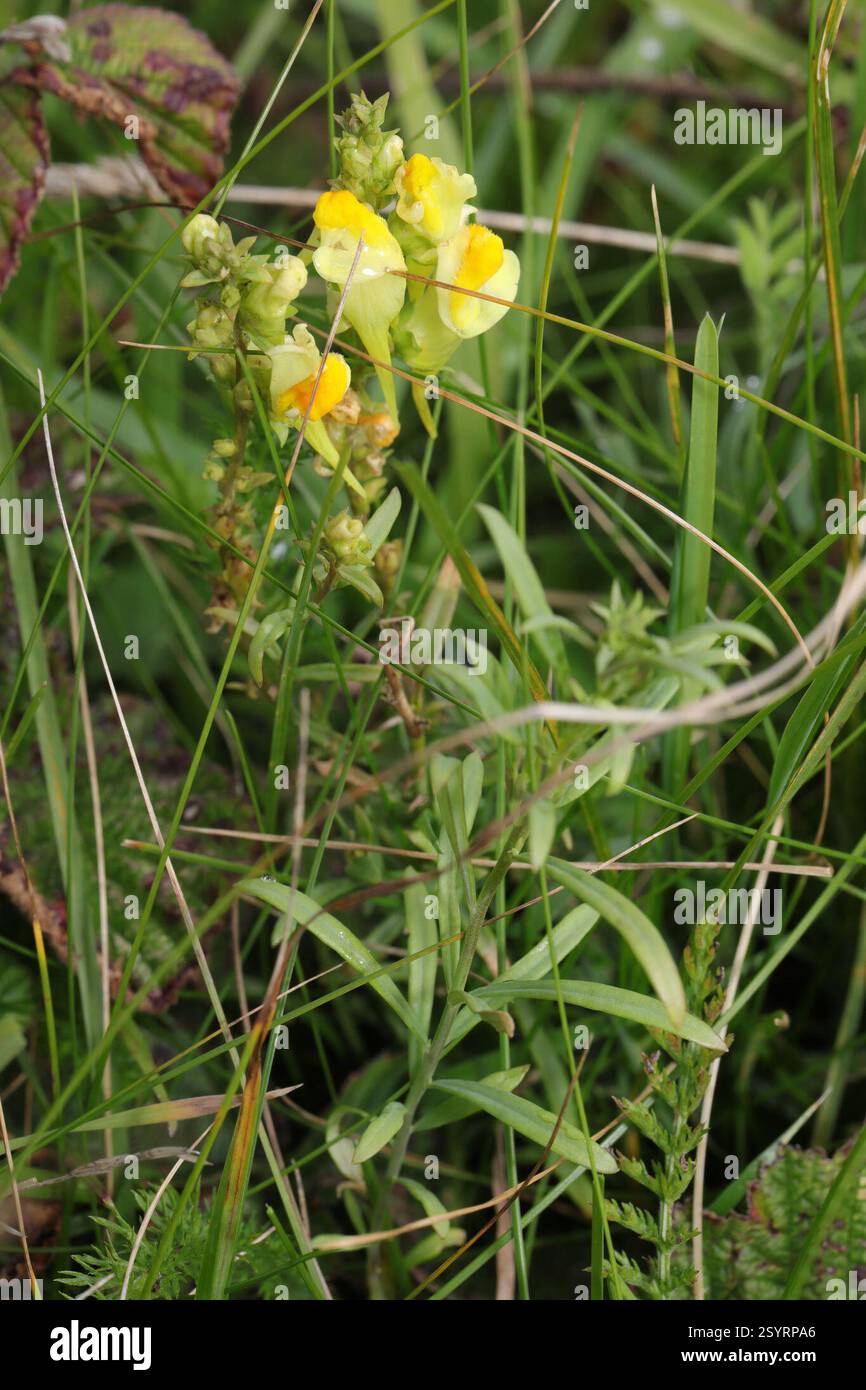 common toadflax (Linaria vulgaris), Plantae, Blundell Sands Dunes, Hall ...