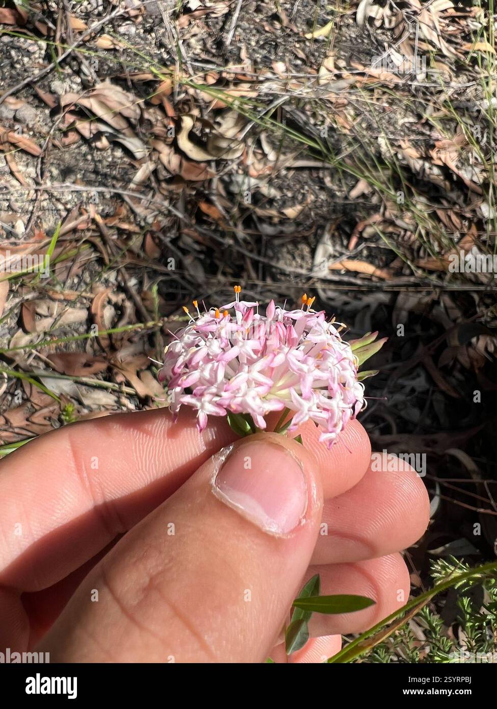 Queen of the Bush (Pimelea linifolia), Plantae, Ring Rd, Nathan, QLD ...
