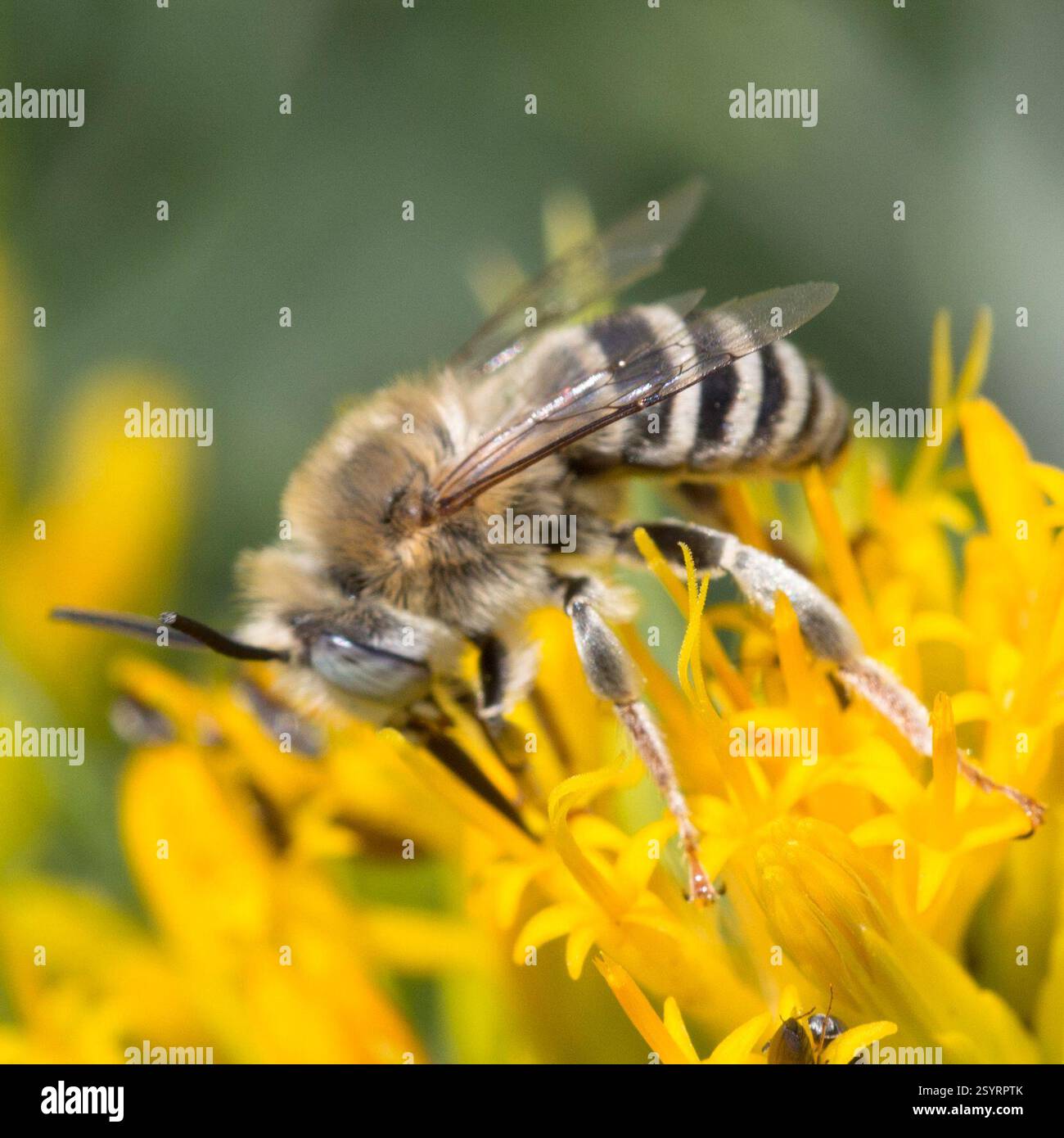 Urbane Digger Bee (Anthophora urbana), Insecta, Myton, UT, US Stock Photo - Alamy