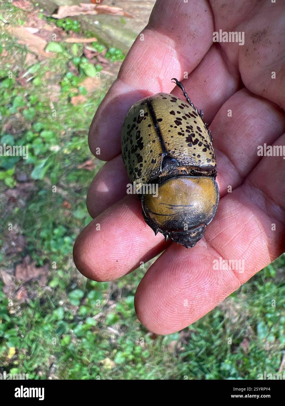Eastern Hercules Beetle (Dynastes tityus), Insecta, Acacia Rd, Port ...