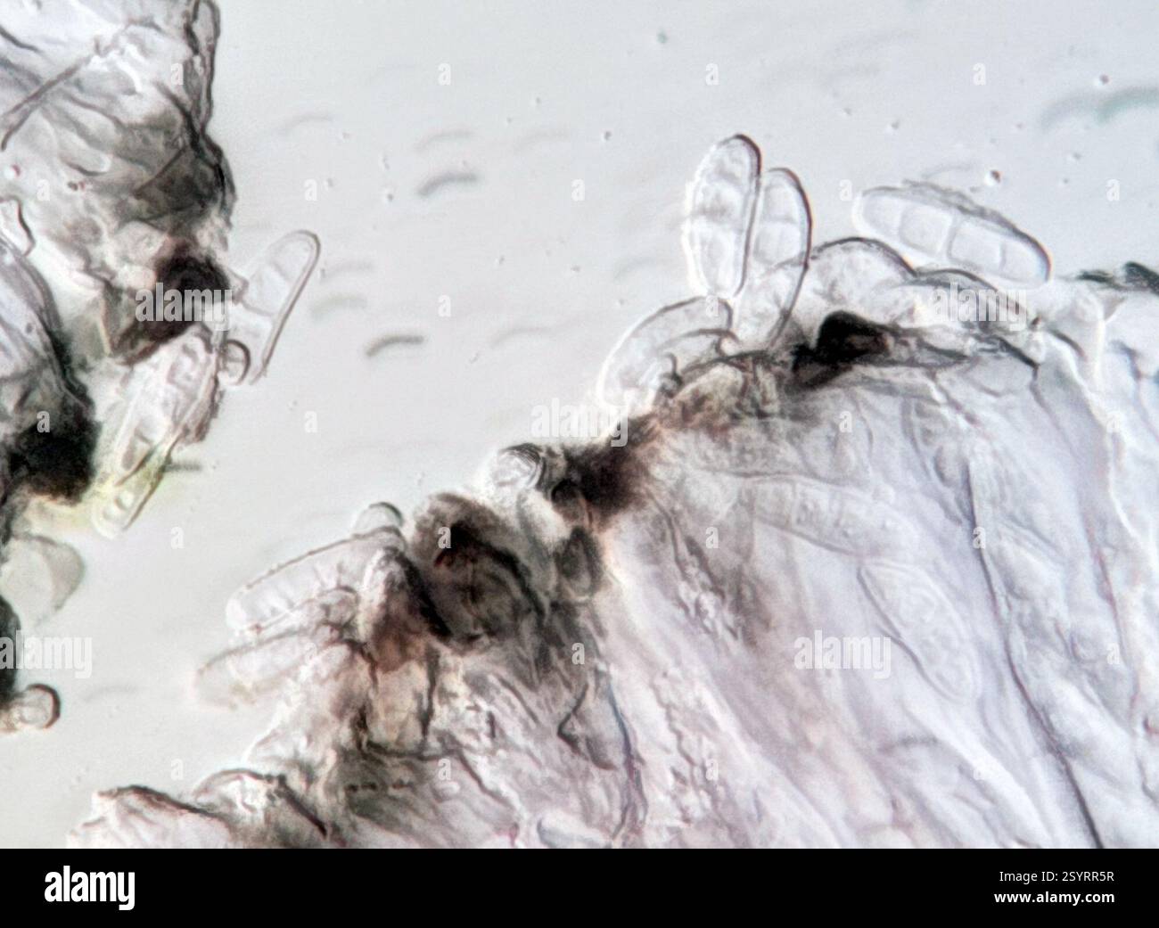 Multicolored Dot Lichen (Cliostomum griffithii), Fungi, Headwaters ...