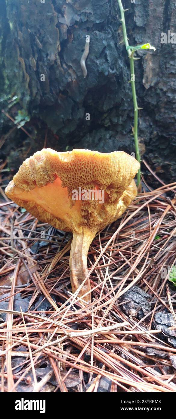 Blue-staining Slippery Jack (Suillus tomentosus), Fungi, 66020 Nuevo ...