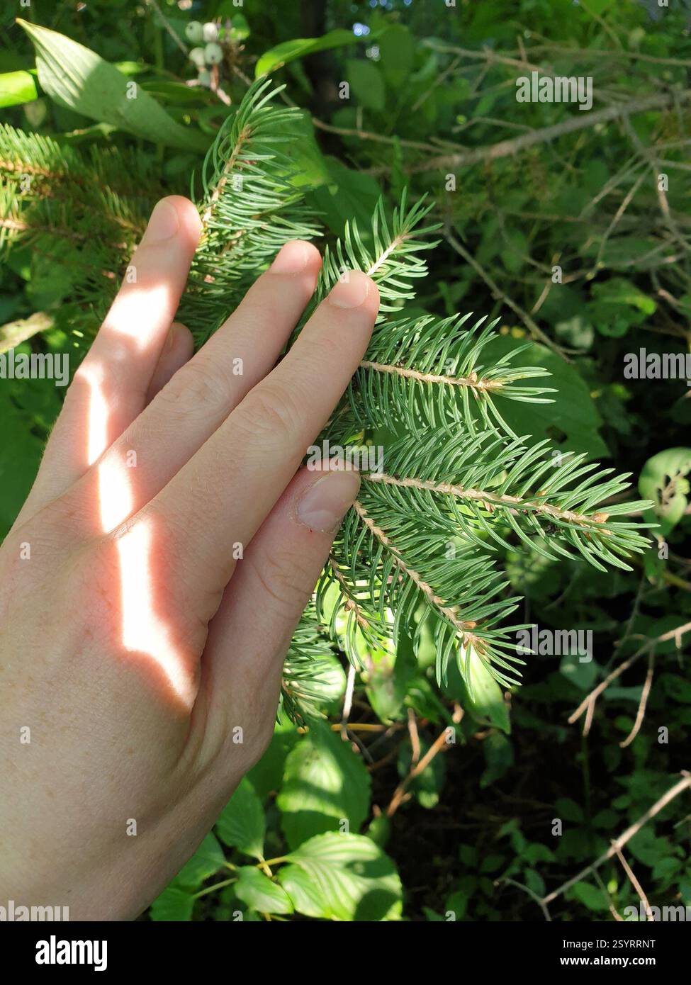 white spruce (Picea glauca), Plantae, Saint-Sacrement, Québec City, QC ...