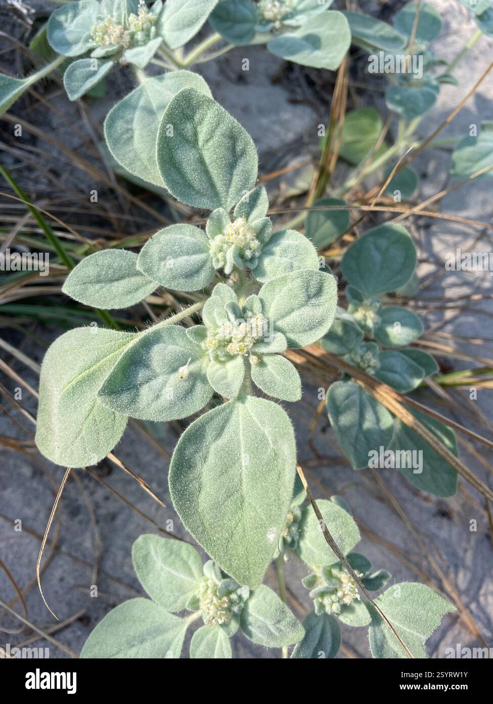 turkey mullein (Croton setiger), Plantae, Fort Ord National Monument ...