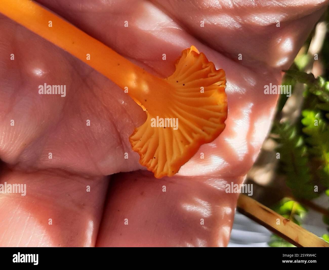 Cranberry Waxy Cap (Hygrocybe turunda), Fungi, Iowa, US, On sphagnum in ...
