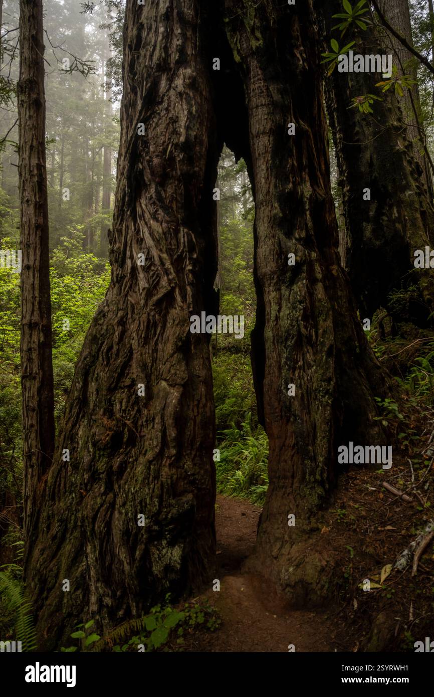 Trail Passes Through Tall Narrow Tunnel Through Redwood Tree Trunk on ...