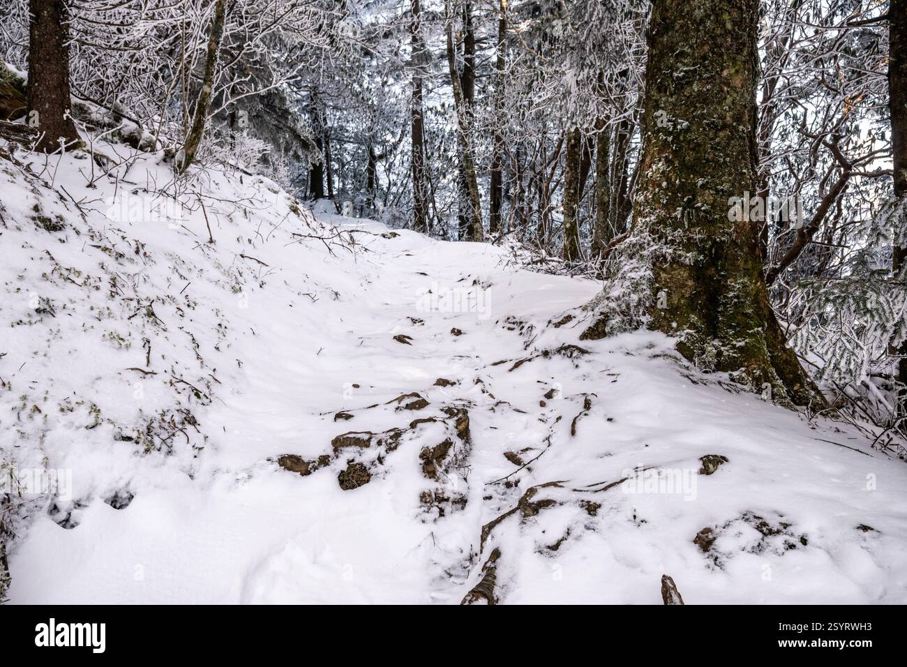 Thick Snow Covers Snake Den Ridge Trail in Spring in the Smokies Stock ...