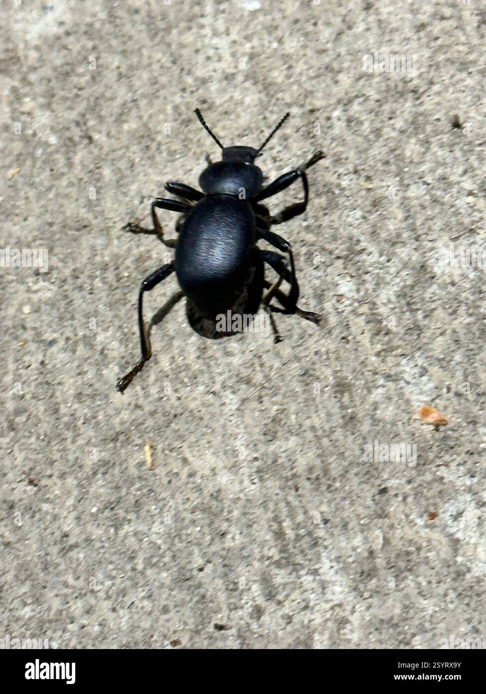 California Broad-necked Darkling Beetle (Coelocnemis dilaticollis ...