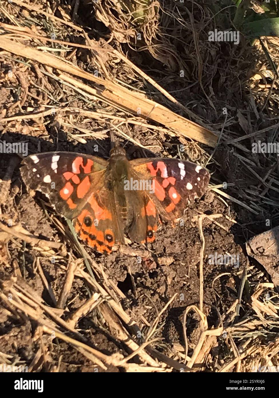 Brazilian Lady (Vanessa braziliensis), Insecta, Santa Fe de la Vera ...