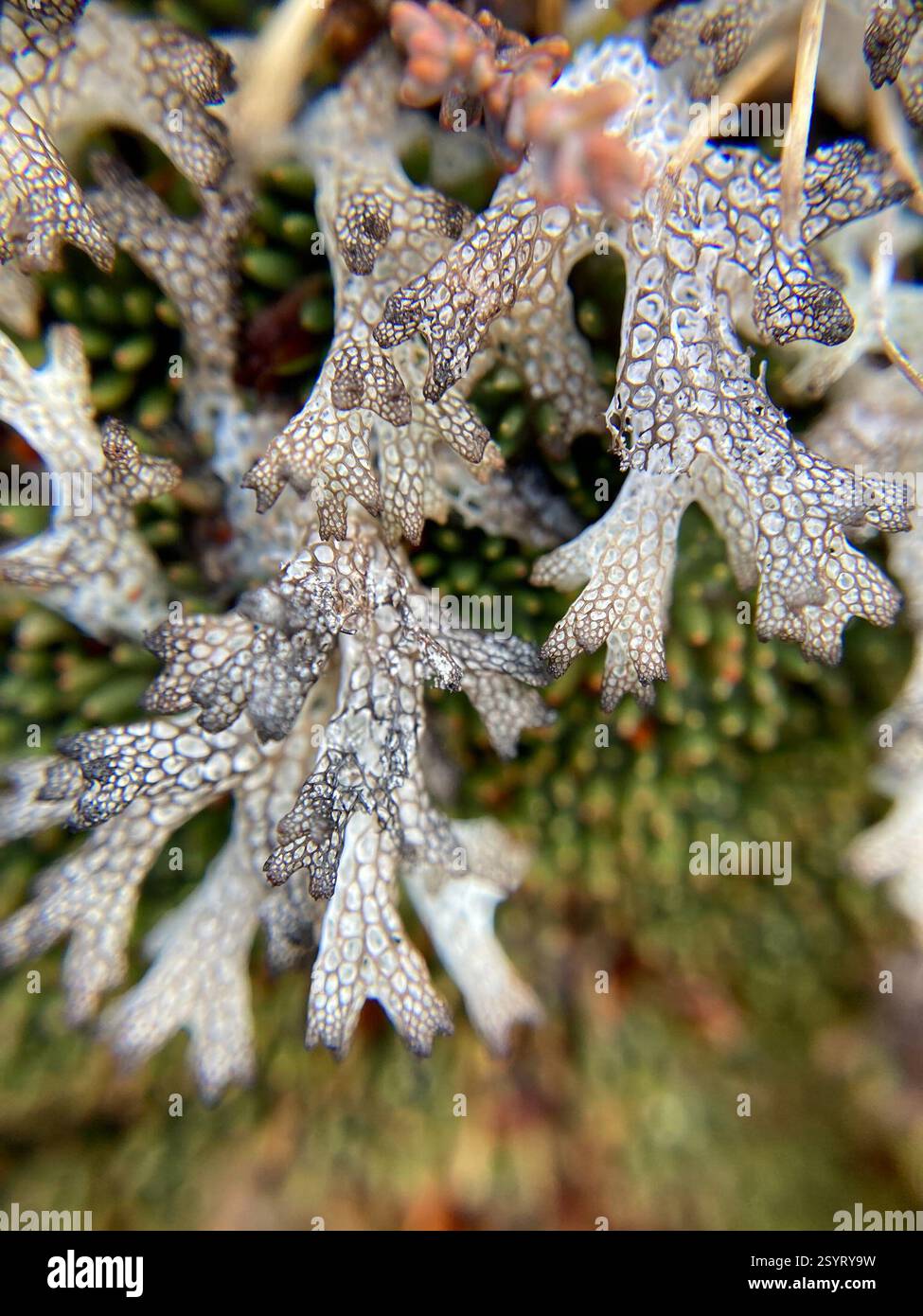 Coral lichen (Pulchrocladia retipora), Fungi, Selwyn District ...