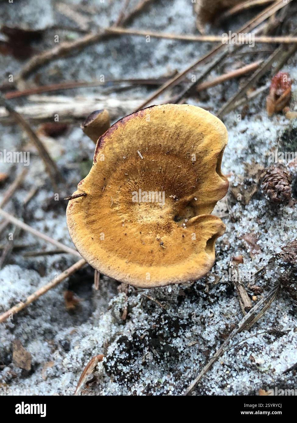 (Coltricia), Fungi, Pictured Rocks National Lakeshore, Grand Marais, MI ...