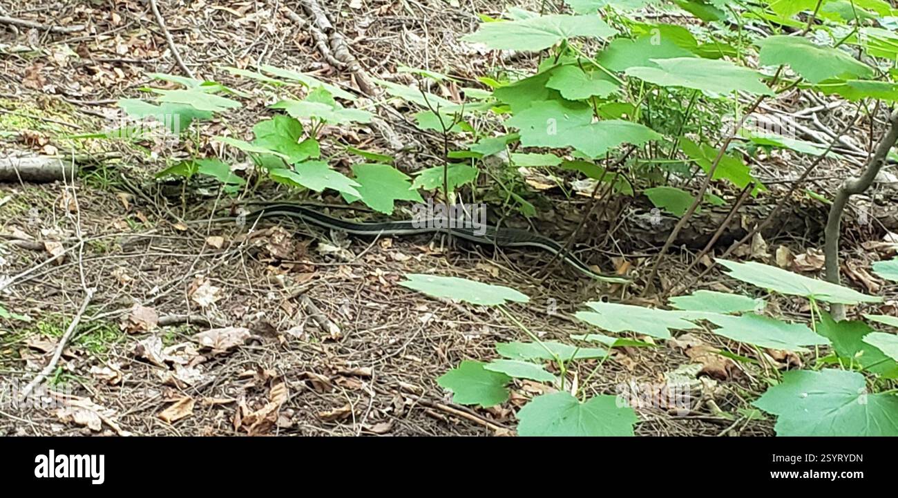Common Garter Snake (Thamnophis sirtalis), Reptilia, Wakefield Township ...