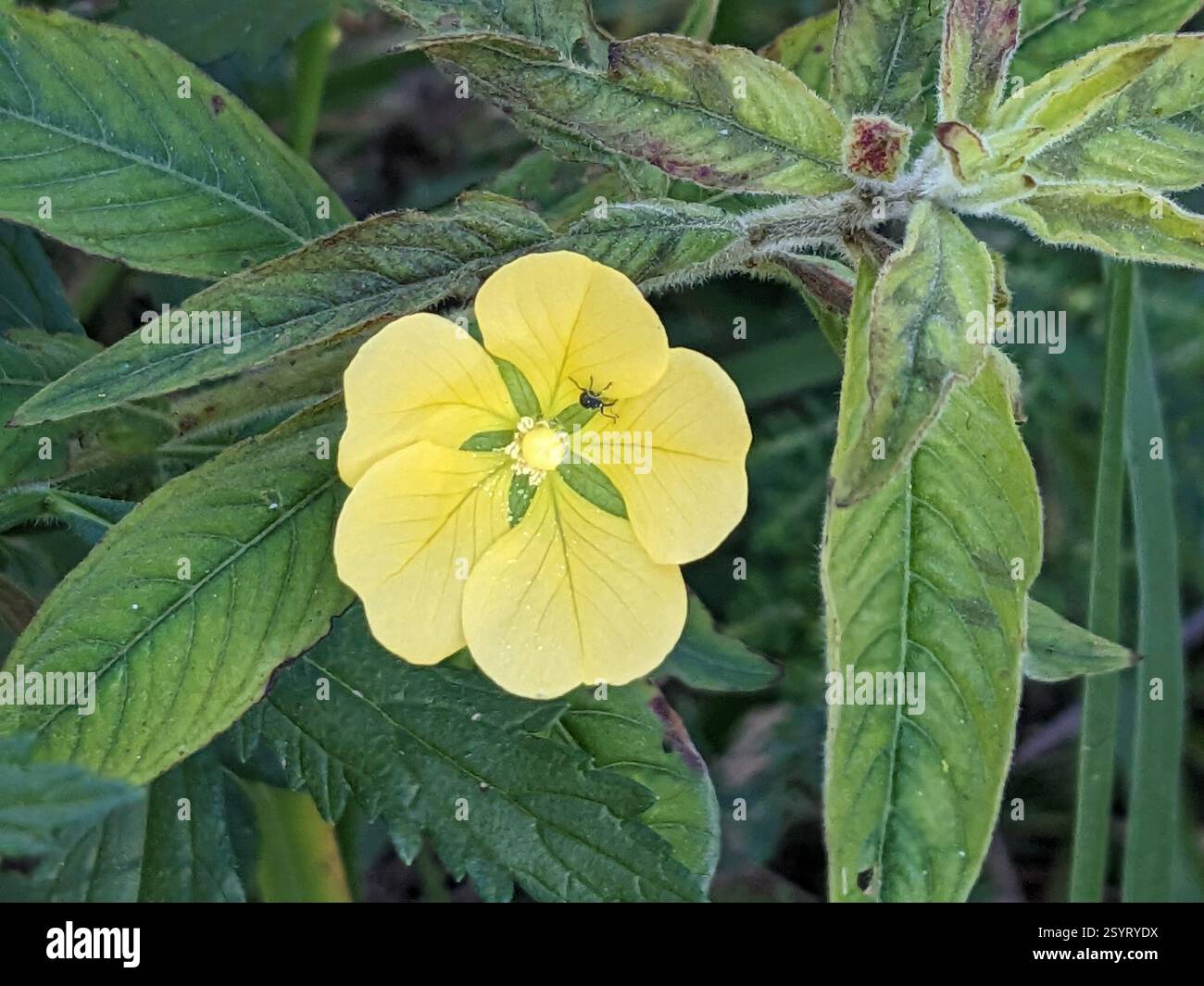 Primrose-willows (Ludwigia), Plantae, Yeppoon QLD 4703, Australia ...