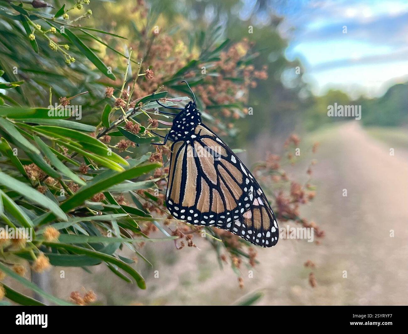Monarch (Danaus plexippus), Insecta, Oxley Creek Common, Rocklea, QLD ...