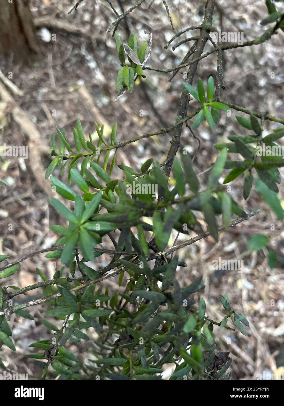 Totara reserve hi-res stock photography and images - Alamy
