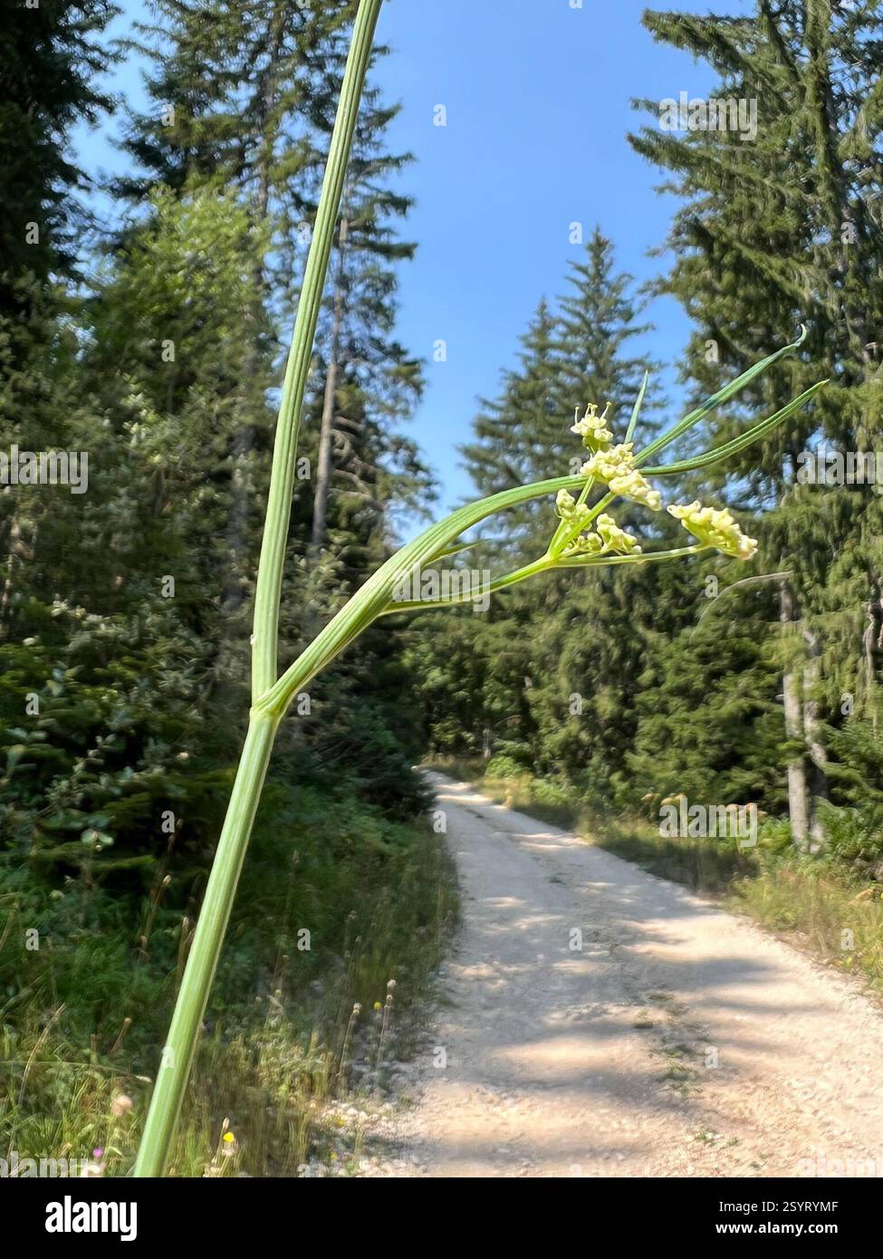 (Apioideae), Plantae, Glamoč, Federacija Bosne i Hercegovine, BA Stock ...
