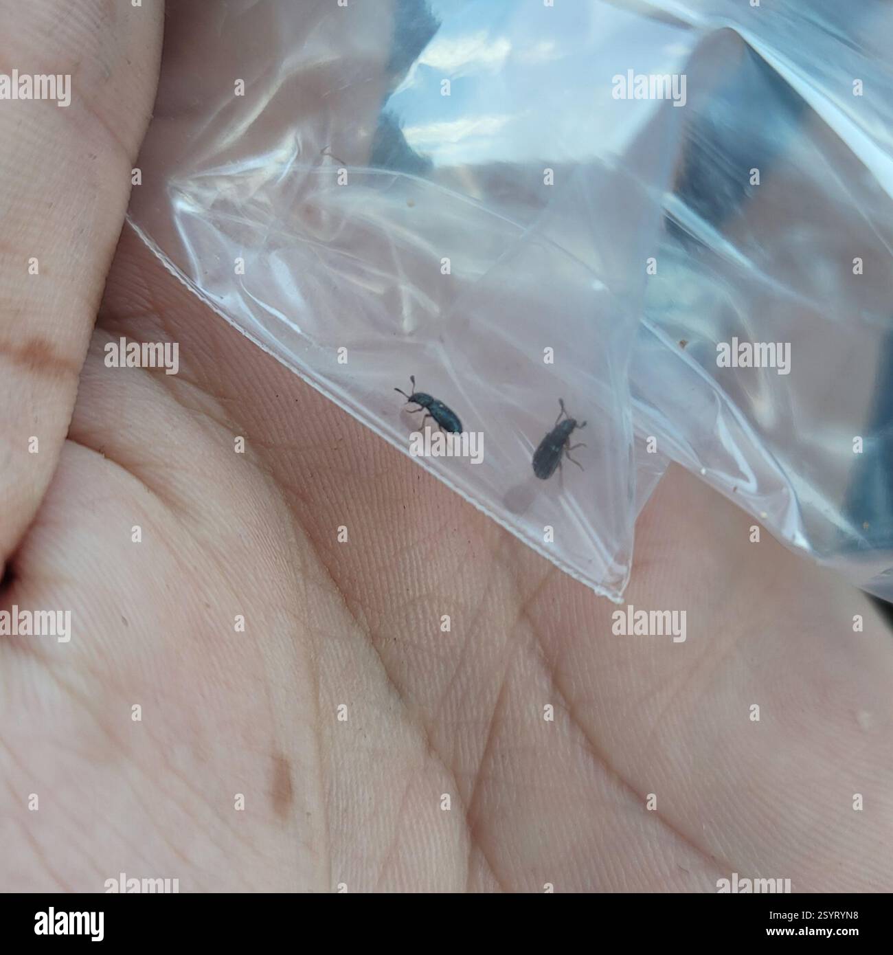 Necrobia rufipes hi-res stock photography and images - Alamy