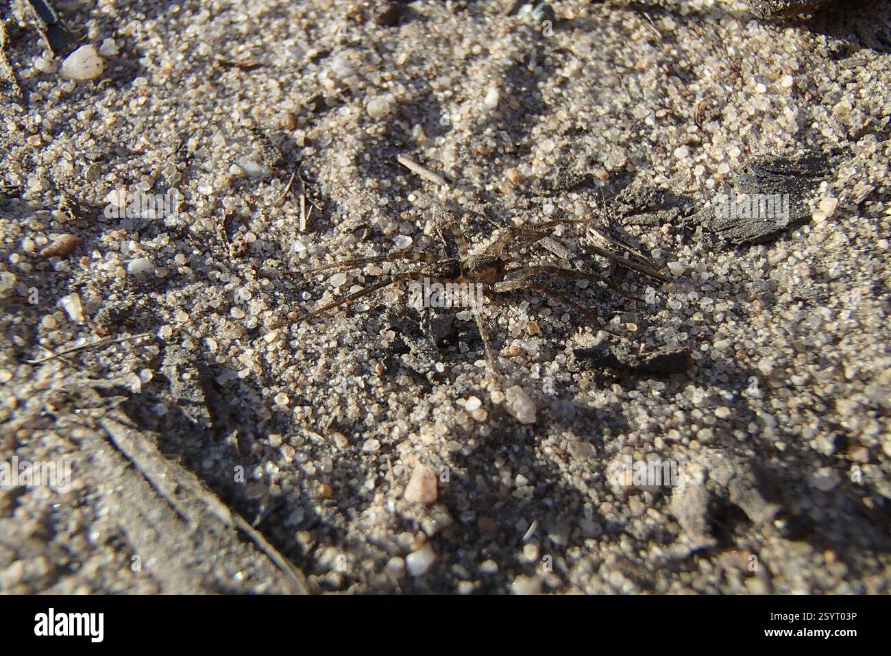 Spiders (Araneae), Arachnida, 62 Railway Parade, Wentworth Falls NSW ...