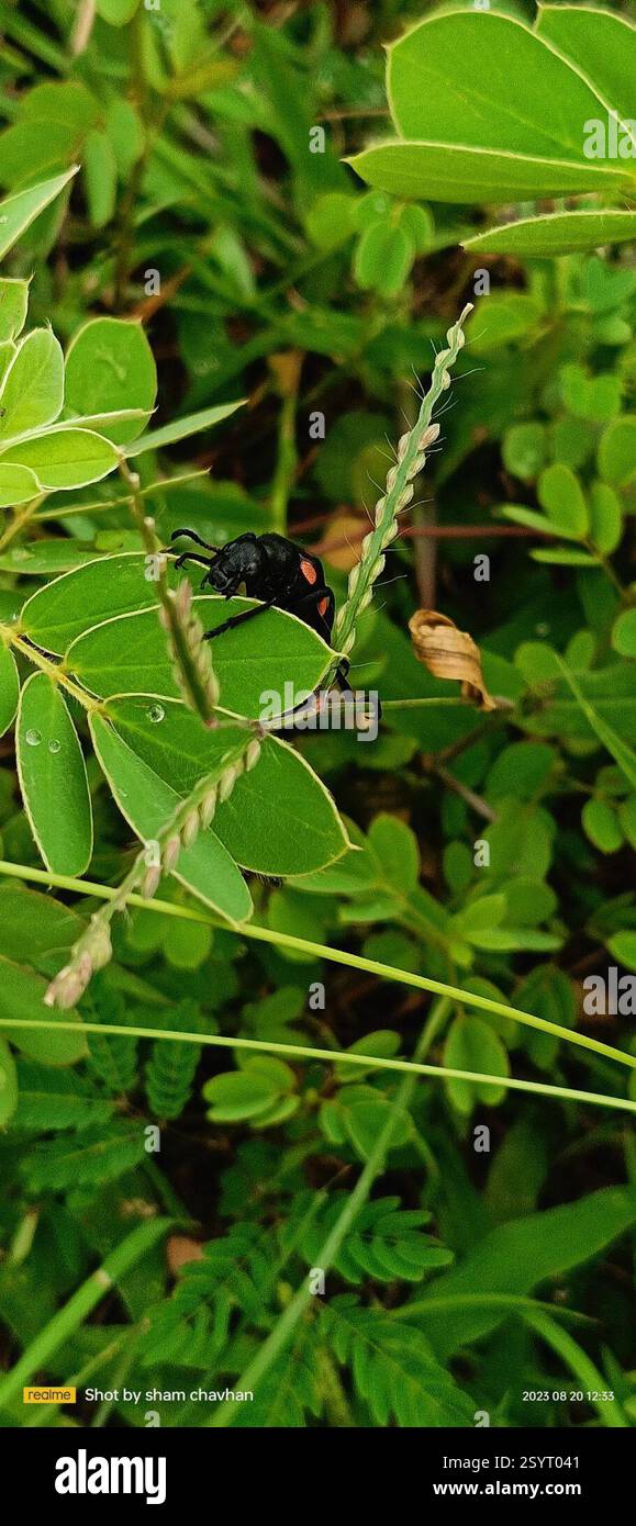 (Hycleus biundulatus), Insecta, Islak, Maharashtra 414111, India Stock ...