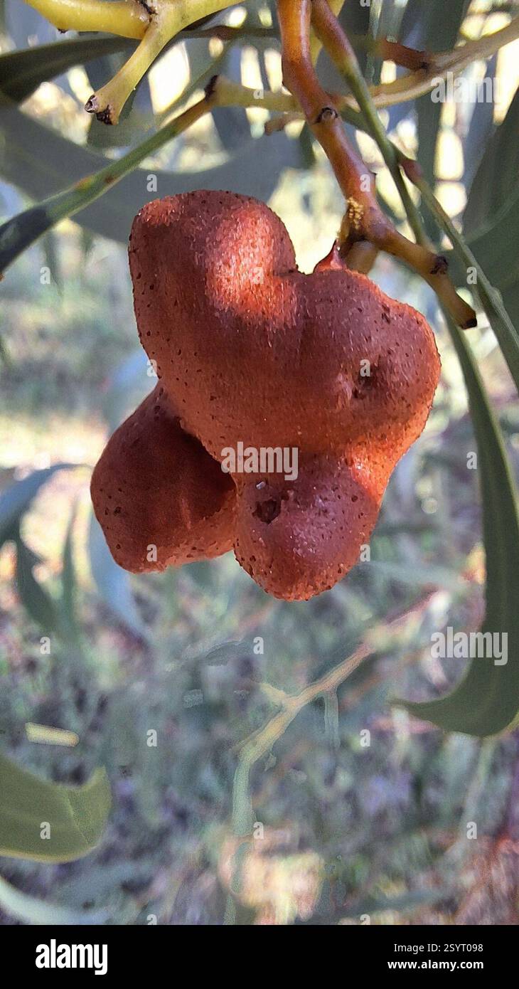 wattle gall rusts (Uromycladium), Fungi, Happy Valley SA 5159 ...
