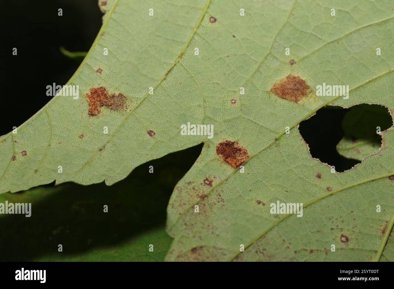 Sycamore Felt Gall Mite (Aceria pseudoplatani), Arachnida, Tawd Valley ...