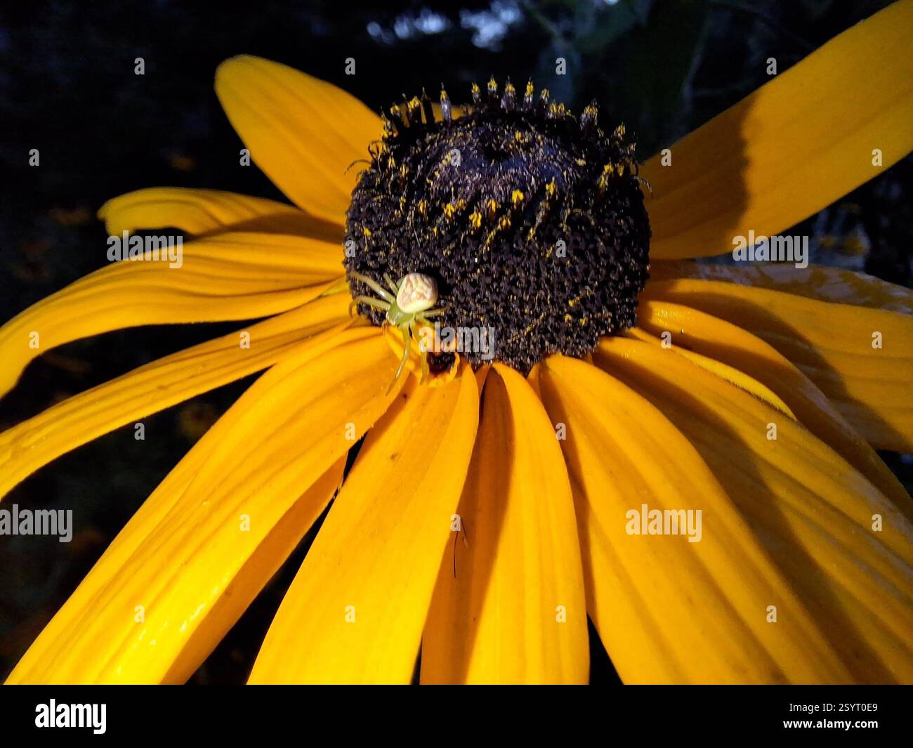 Triangle Crab Spider (Ebrechtella tricuspidata), Arachnida, Усть-Паль ...